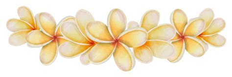 Premium Vector Plumeria Flowers Watercolor Illustration Hand Drawn