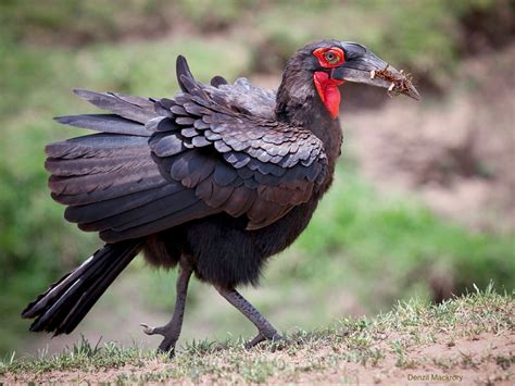 Southern Ground Hornbill Extinct Animals Exotic Birds Endangered