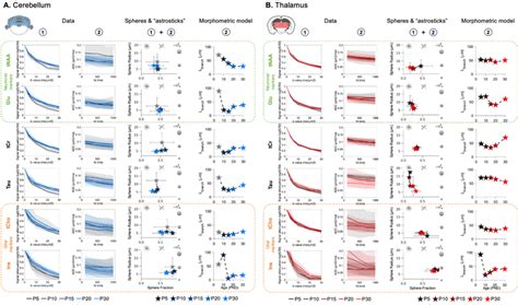Biophysical Modelling Issued From Metabolites Diffusion Properties Download Scientific Diagram