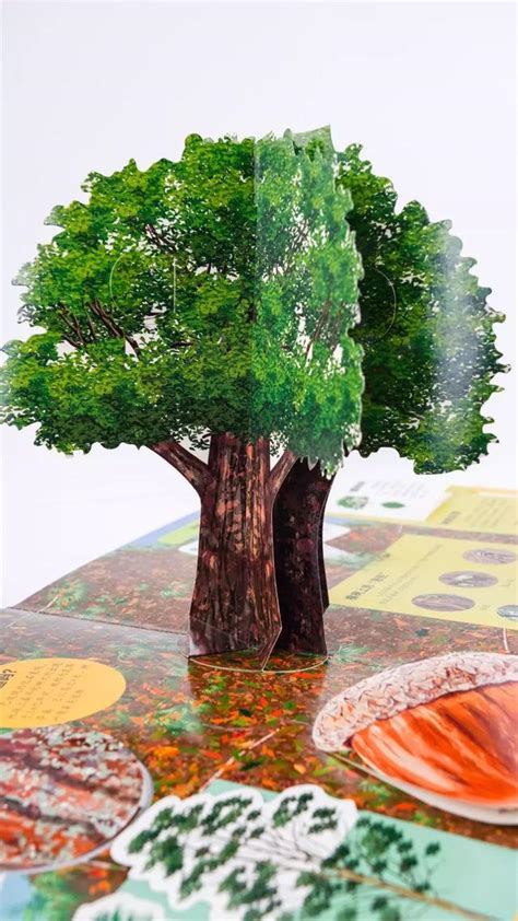 《神奇植物立体书》3d全方位揭秘神奇的植物王国！ 每日头条