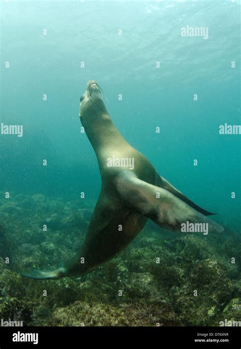 Mexico Baja California Sea Cortez Female California Sea Lion Zalophus