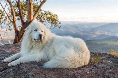 The Great Pyrenees Newfoundland Mix Gentle Giants 101