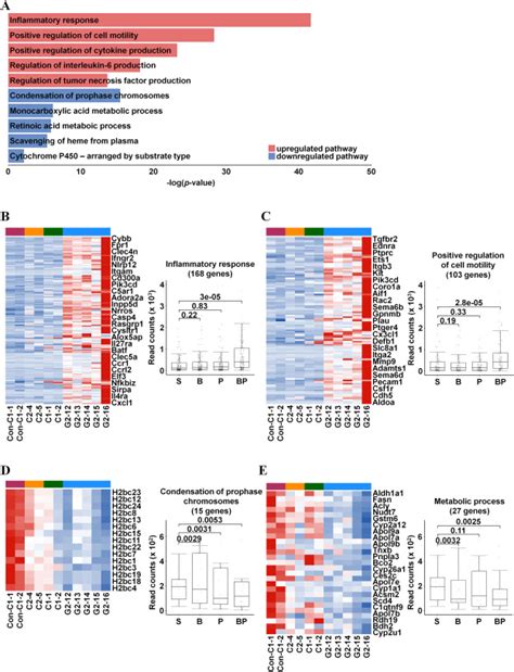 Interspecies Transcriptome Profiles Of Human T Cell Activation And Liver Inflammation In A