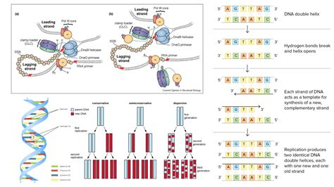 Dna Replication Archives Biology Notes Online
