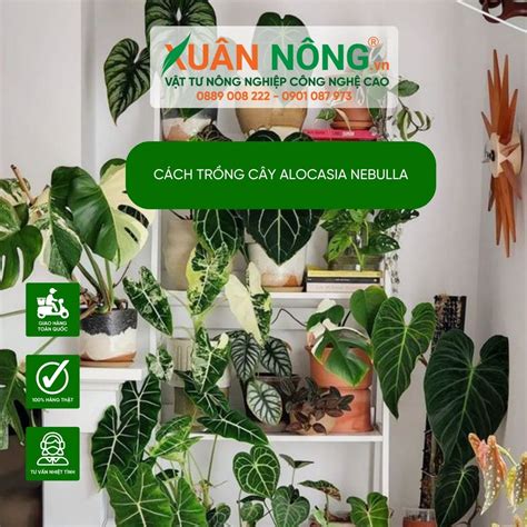Alocasia Nebula Đặc điểm Lợi ích Cách Trồng Và Chăm Sóc
