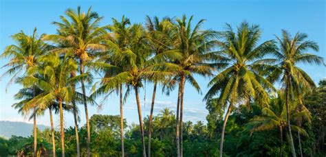 7 Best Coconut Tree Varieties To Grow In Your Garden Or Backyard 2026