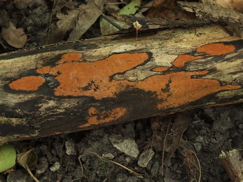Hypoxylon Ticinense Dřevomor Oranžový Myko Cz