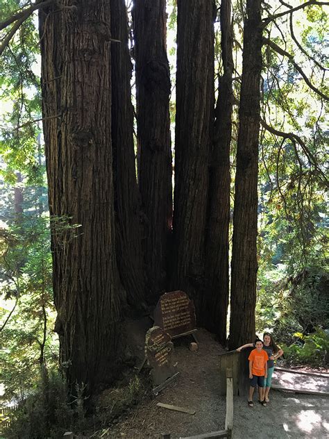 Trees Of Mystery Klamath California At Joyce Collins Blog