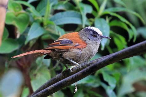 Light Crowned Spinetail White Crowned Ebird
