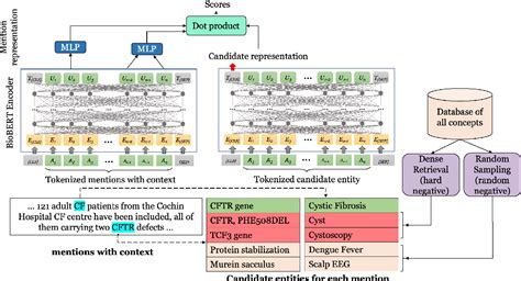 Figure 1 From Fast And Effective Biomedical Entity Linking Using A Dual