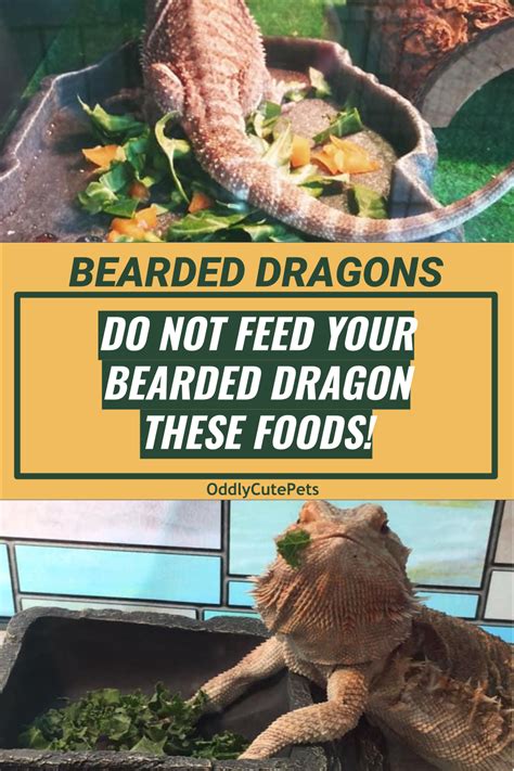 Bearded Dragon Care Artofit