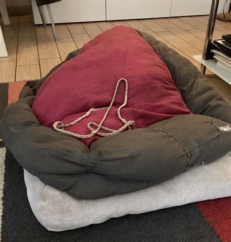 Find The Cat S Naked Version R Sphynx