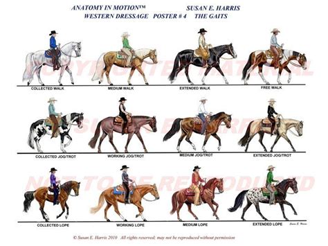 Western Dressage Movements Courtesy Of Anatomyinmotion