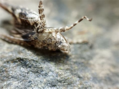 A Rock Grasshopper That I Photographed Up Close Stock Image Image Of