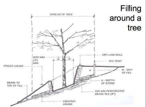 Key Points Look At The Species Of Tree Water To Root Zone Is Critical Permeable Driveway