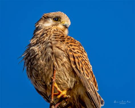 Daniel Socha On Linkedin Birds Of Prey Kestrel And Red Kite