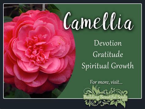 What Does A Camellia Symbolize At Daniel Gilmore Blog