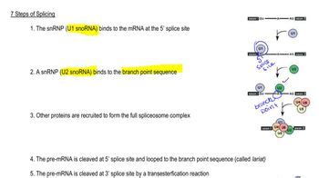 Guide RNAs Are Responsible For What Channels For Pearson