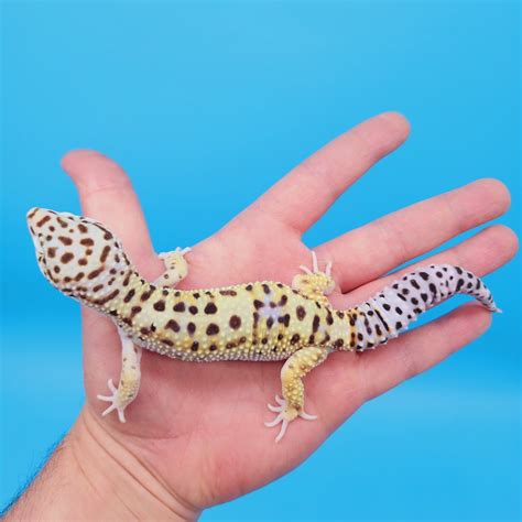 male hyper xanthic bold white and yellow leopard gecko geeky gecko creations