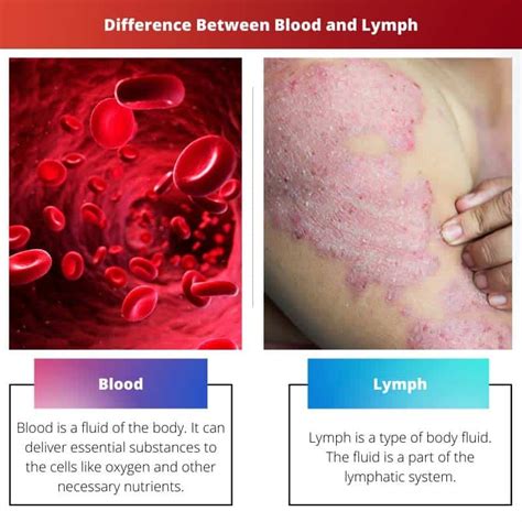 Blood Vs Lymph Difference And Comparison