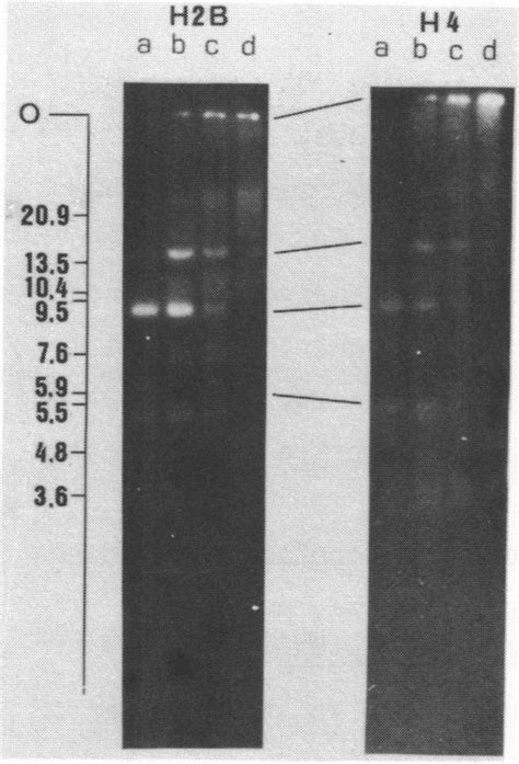 Hybridization Pattern Of Genes Coding A H C D A B C D For Different Download Scientific Diagram