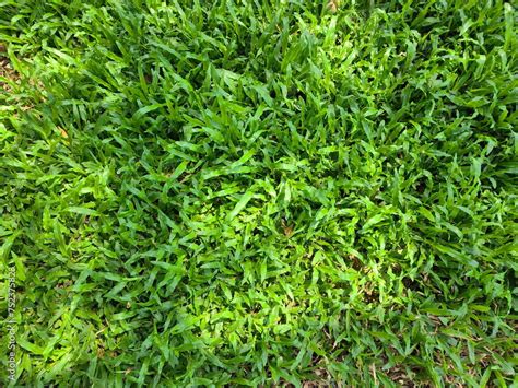 Manila Grass Or Nuan Noi Grass Long Slender Leaves Bright Green