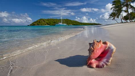 Conch Shell On The Beach