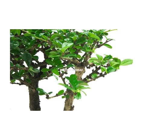 Buy Bonsai Prebonsai And Specimens