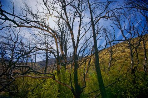 Sunlight In Trees Free Stock Photo Public Domain Pictures
