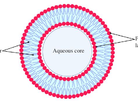 Basic Structure Of Liposomes Download Scientific Diagram