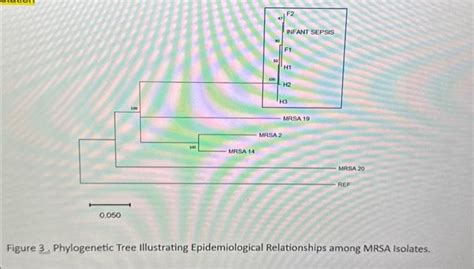 Solved This Is A Phylogenitic Tree Of Mrsa Pateints It
