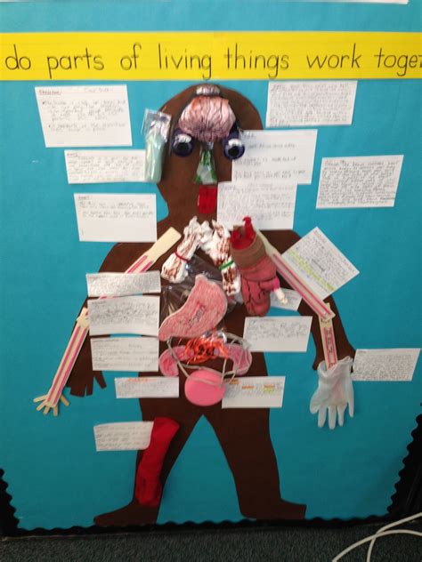 5th Grade Life Science Human Body Model Organs Human Body Science
