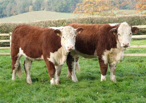 Characteristics Of Hereford Cattle Bzlu