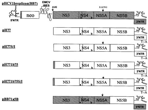Schematic Representation Of The Construction Of A Chimeric Type 1a
