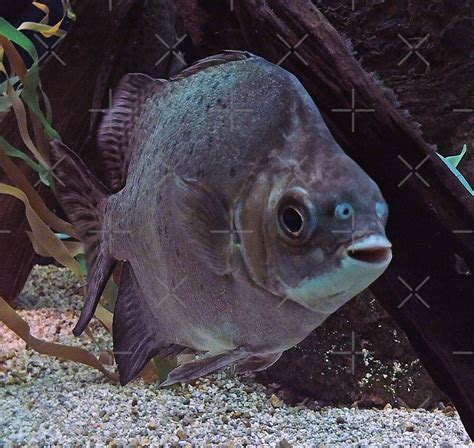 Flat Faced Fish Jhgdx