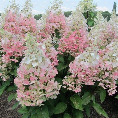 Hydrangea Pan Confetti At Whitney Luke Blog