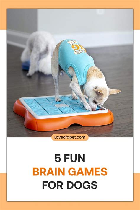 Canine Brains And Games These Are The Best Brain Training For Dogs