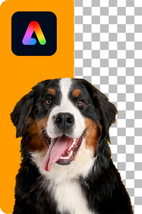 Remove A Background Image Quick Action In Adobe Express
