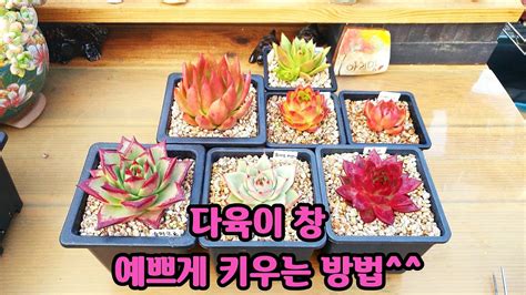 다육이 창 풍성하게 키우기그리고 아담하고 예쁘게 키우는 방법多肉植物 Succulent Plant 다육식물 Youtube