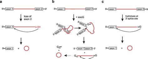 Rna Circularization Strategies In Vivo And In Vitro Abstract Europe Pmc