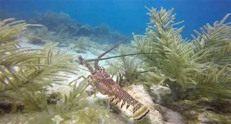 Types Of Lobsters A Detailed Guide With 20 Expert Tips On Cooking And Enjoying Them Marine Livings