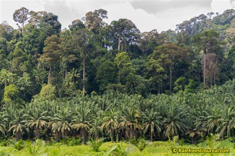Differences Between Primary And Secondary Rainforest Rainforest Journal
