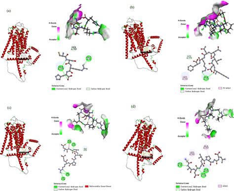 The Molecular Docking Of The Synthetic Peptides And Tmc4 Including The Download Scientific