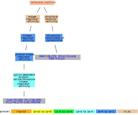 Go Biological Process Of Yeast Cell Cycle Data With 20 Genes See Download Scientific Diagram