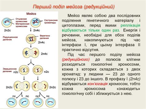 Розмноження Будова статевих клітин гаметогенез мейоз презентация онлайн