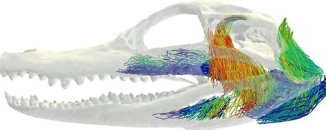 From Analog To Digital Anatomical Research Using Artificial Intelligence