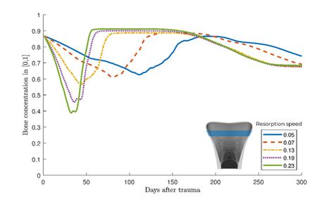 Parameter Variations Of The Crushed Trabecular Bone Ctb Resorption Download Scientific