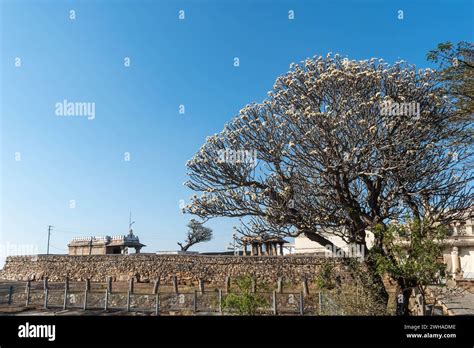A Majestic Oak Tree Towers In Front Of A Worn Stone Wall Creating A Striking Contrast Between