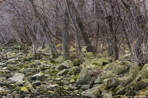 Fuzzy Shoreline Asgard Photography