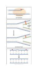 Understanding DNA Replication Proofreading Mismatch Repair Course Hero